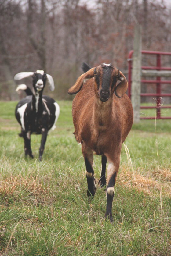 How to Milk a Goat for the First Time - Grit